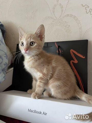 Рыженький домашний котёнок
