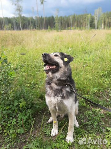 Собака мальчик бесплатно