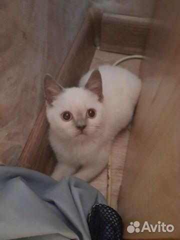 Котята лилак поинт мальчики