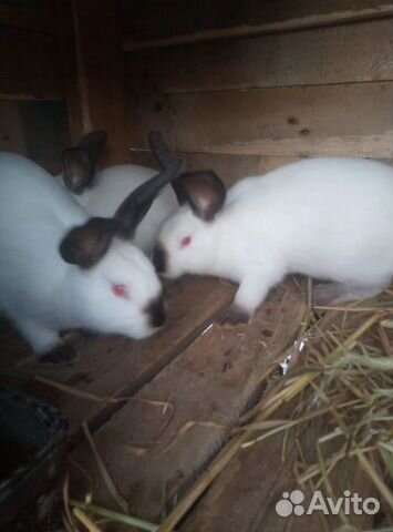 Мясо кролика или живой вес