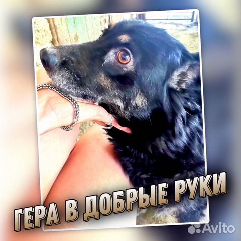 Гера в поисках новой семьи