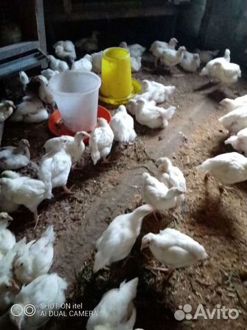 Цыпленок бройлер кобб500