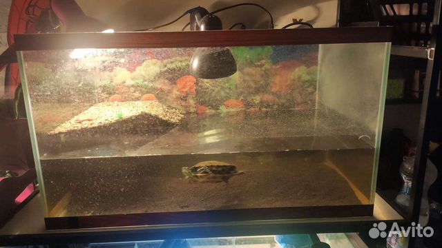 Красноухая черепаха