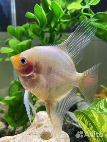 Скалярии даром