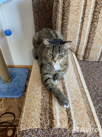 Кошка домашняя стерилизованная