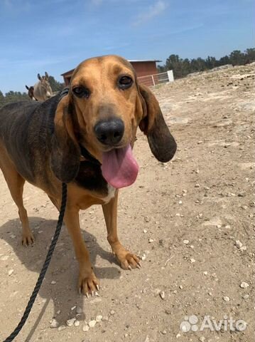 Гончая в дар (Милош)