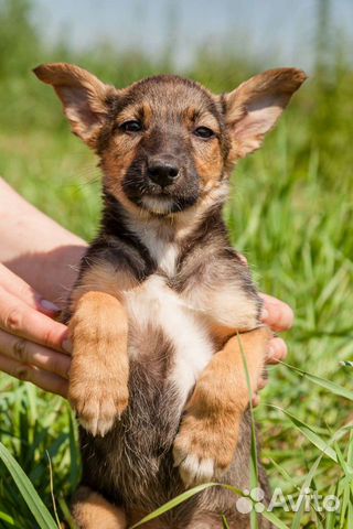 Щенок Кнопа