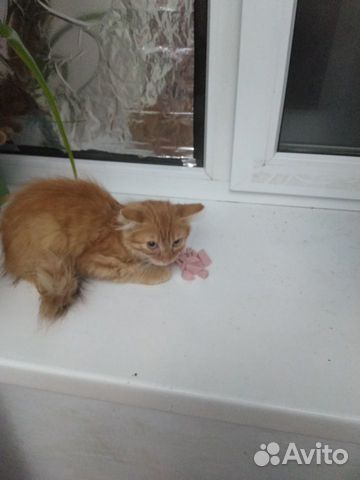 Рыжий котик