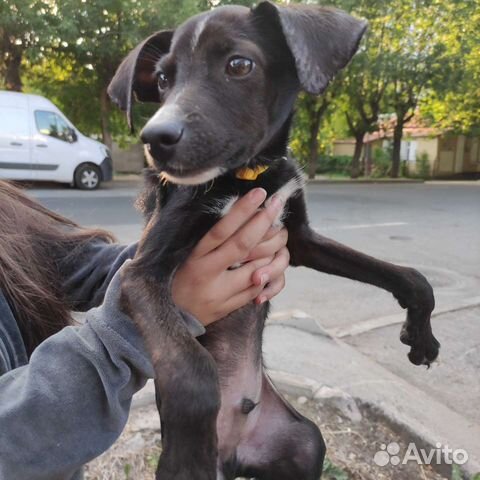 Щенок для квартиры