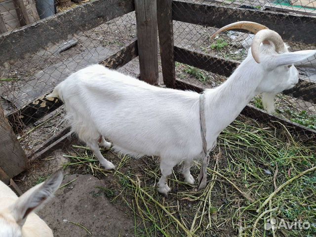 Коза, козлик и козочка