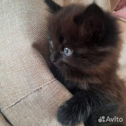 Черный пушистый котенок