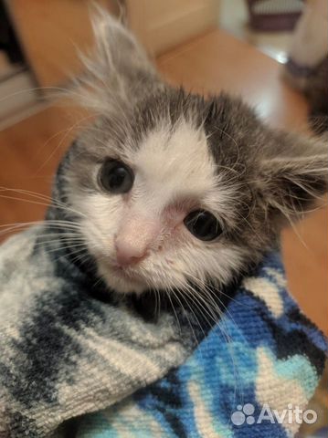 Котенок ищет дом