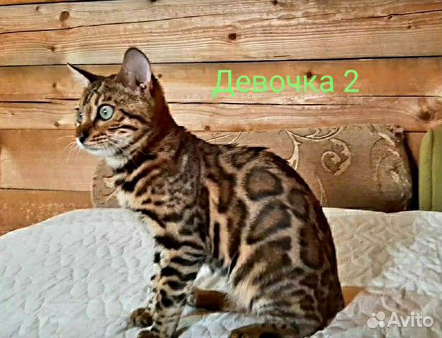 Бенгальские котята