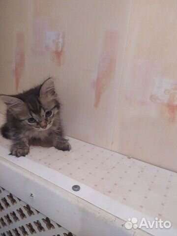 Котенок Мальчик Пушистик