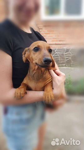 Щенки кроличьей таксы