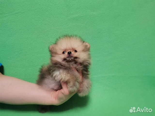 Померанский шпиц мини
