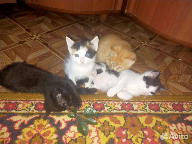 Котята в добрые руки бесплатно