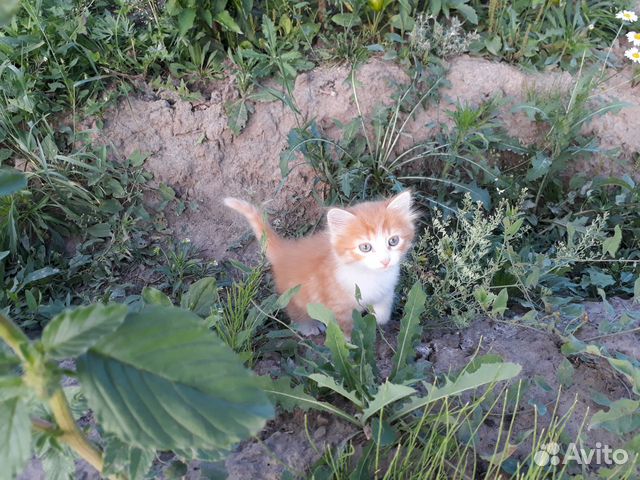 Алиса и Базилиа в добрые руки