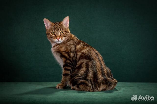 Котенок Курильский бобтейл