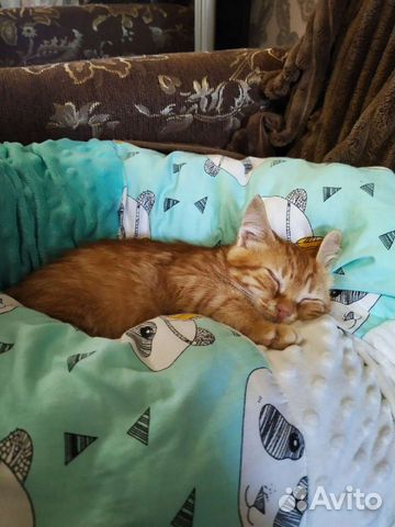 Котёнок