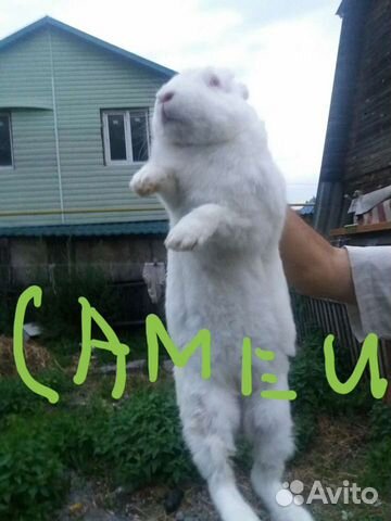 Кролики великаны