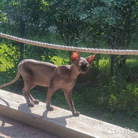 Канадский сфинкс котенок
