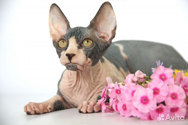 Замурчательный стрессосниматель для Вас - девочка