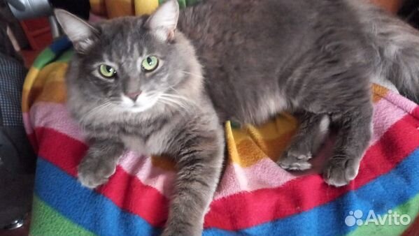 Отдам кота в добрые руки