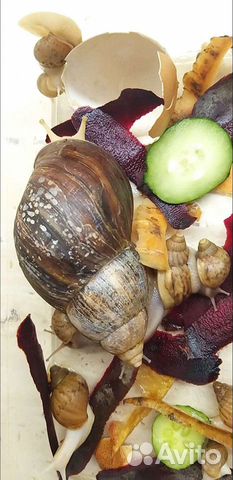 Улитка Ахитины