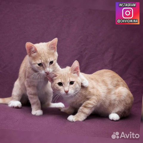 Котёнок,котята два рыжих мальчика в дар