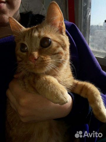 Котята в добрые руки бесплатно