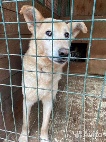 Сказочник Ганс