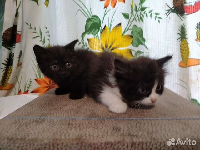 Котята чёрные, чернобелые