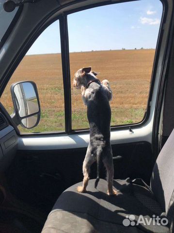 Продается Йоркширский Тертер