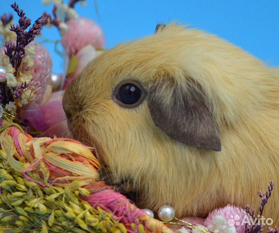 Малыш мальчик морской свинки