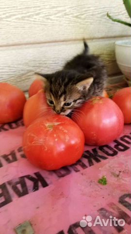 Котята в добрые руки бесплатно
