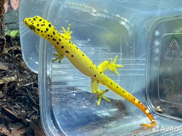 Геккон pseudogekko smaragdinus