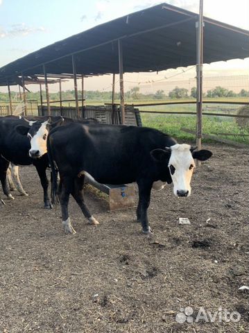 Корова телка