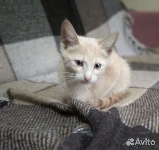 Рыже персиковый котик 2мес