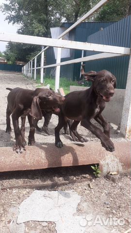 Продаются щенки курцхаара,привитые,от робочих роди