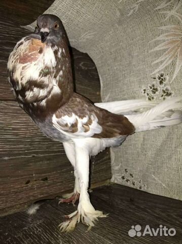 Дутыши голуби