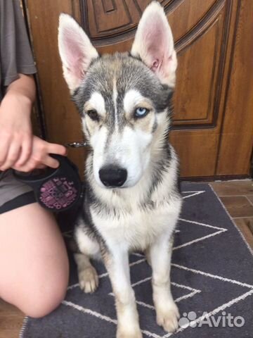 Сибирский хаски 4 месяца