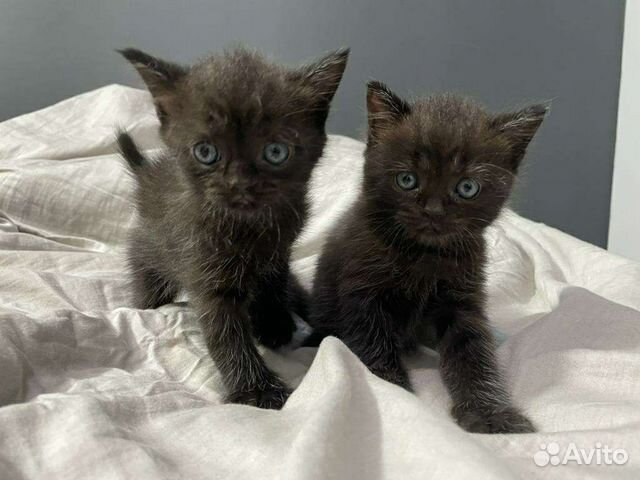 Шотландские котята