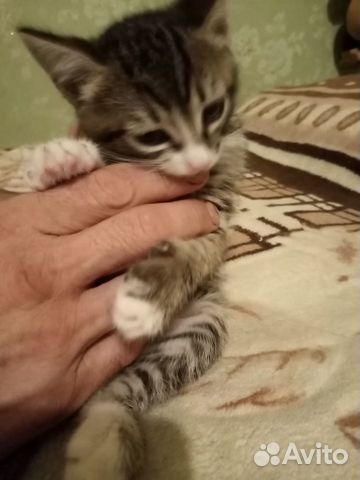 Беленькая кошечка и два котика