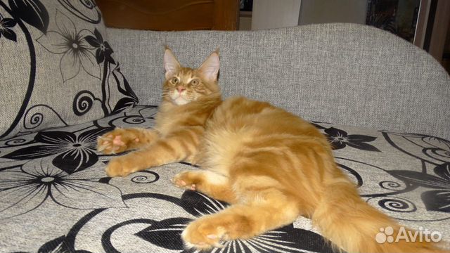 Котенок мэйнкун