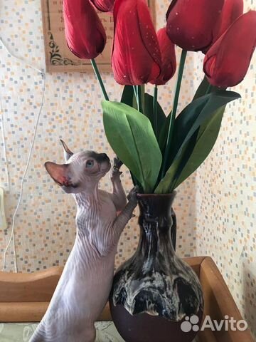 Кошечка канадского сфинкса