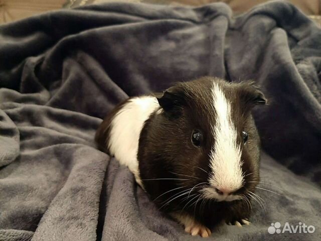 Морская свинка (девочка)