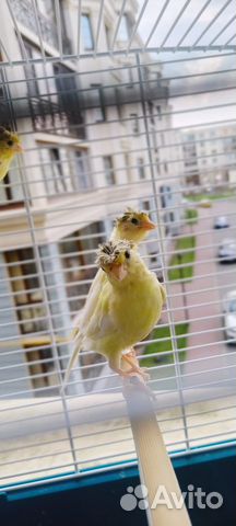 Канарейки самки