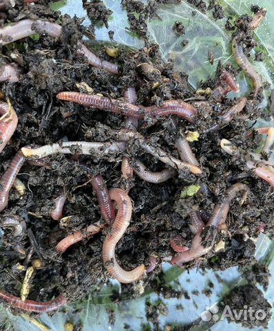 Червь старатель