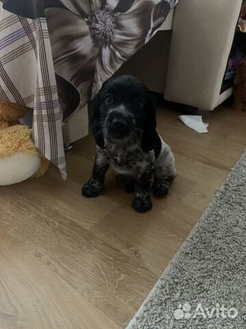 Щенки русского спаниеля